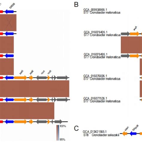 the distribution of cronobacter isolates carrying mcr genes a the