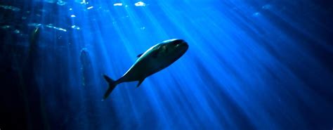 Beyond Rails Abstractions A Dive Into Database Internals — Sitepoint