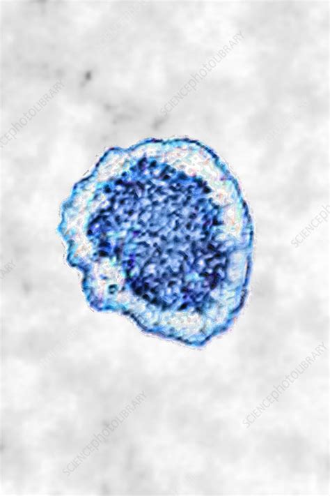 Nipah Virus Tem Stock Image C050 5128 Science Photo Library