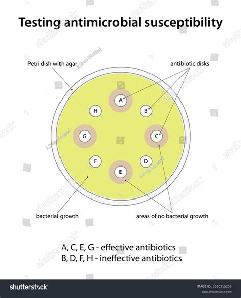 Testing Antimicrobial Susceptibility Disk Diffusion Test Stock Vector