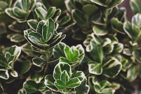 How To Grow And Care For Wintercreeper Euonymus