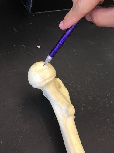 Appendicular Skeleton Upper Extremities Flashcards Quizlet