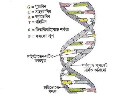 ডিএনএ কিভাবে গঠিত হয় ডিএনএ এর গঠন Dna এর রাসায়নিক গঠন Abvrp Online Class Notes For Class