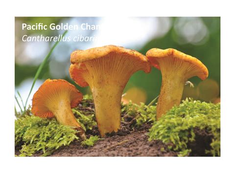 Pacific Northwest Mushrooms Christine Elder