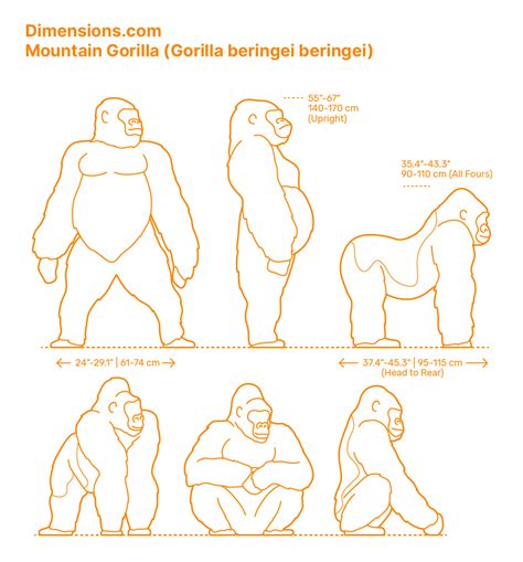 Eastern Lowland Gorilla Gorilla Beringei Graueri Dimensions