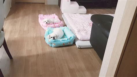 오늘 하루도 애기 뽀미 랑 놀아 주느라 수고했어 Youtube