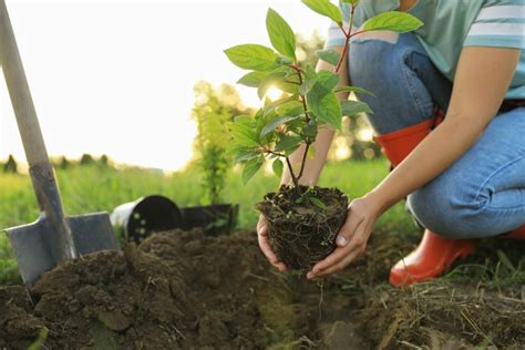 Stages Of Tree Growth Lifecycle Of A Tree Explained