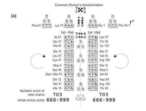 There Are 24 Codons Each With Three Very Different Nucleobases A T