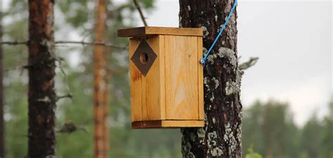 How To Set Up A Nest Box Camera Easy Guides