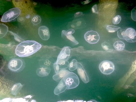 spineless brainless organisms that feed on detritus cluborlov