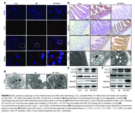Irradiation I Formation Of The Nlrp3 And Asc Complex In Nlrp3−− Download Scientific