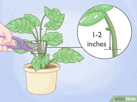 How To Propagate A Swiss Cheese Plant 4 Simple Methods