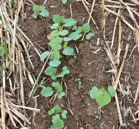 Companion Crops Brixworth Farming