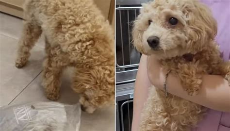 사료 한봉지와 함께 버려져 있다가 구조된 생후 8개월 말티푸이 아이에게 기회가 필요합니다