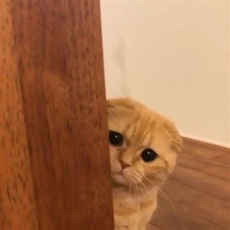 Cute에 있는 핀