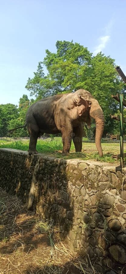 Sumatran Elephant Grass Eater Large Body Big Ears Lives In Groups Long Trunk Stock Image
