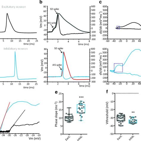 Firing Frequency In Excitatory And Inhibitory Neurons A B