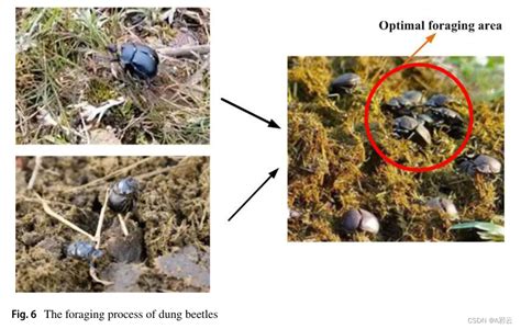 智能优化算法 — 蜣螂优化算法（dung beetle optimizer，dbo） csdn博客