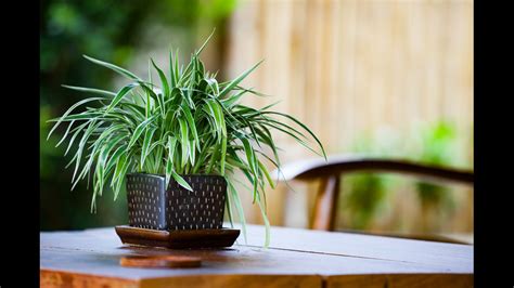 Стайни растения които са полезни за здравето ни Nova Bg