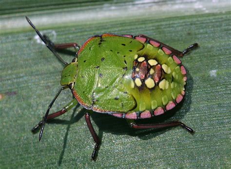 Stink Bug Usu
