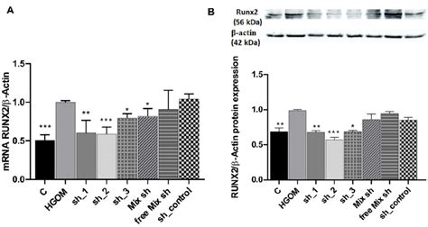 Down Regulation Of Runx2 Mrna A And Protein B Expression In