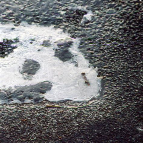 Anthony Olcott Michigan State University Mi Msu James Madison College Research Profile