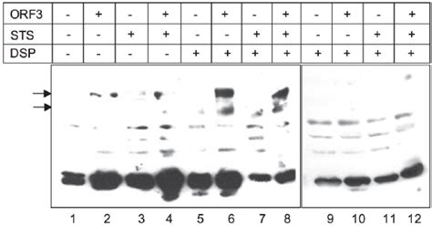Vdac Oligomerization Status Download Scientific Diagram