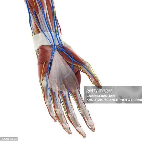 Ulnar Nerve Forearm