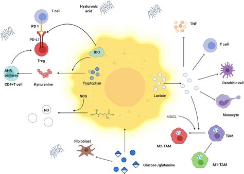 Frontiers Metabolic Reprogramming And Immune Evasion In Nasopharyngeal Carcinoma