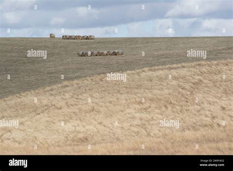 Random Rural Field Covered In Dry Brittle Summer Grass With Large