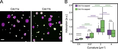 Cdc11a And Cdc11b Capped Filaments Display The Same Curvature