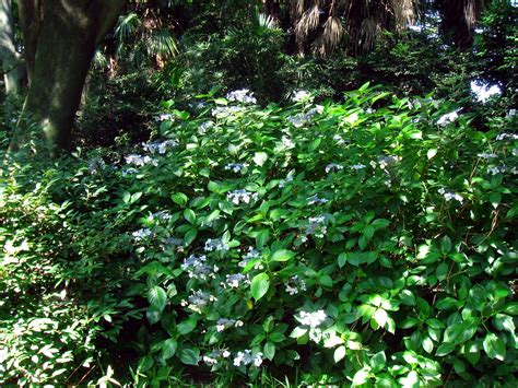 Hydrangea Macrophylla Thunberg Ex Murray Séringe Forma Normalis E H Wilson Hara
