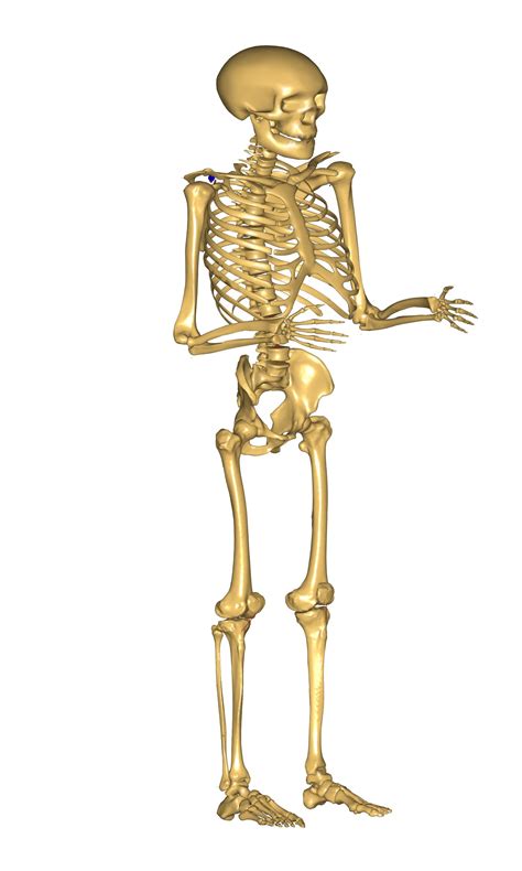 Lesson 1 Joint To Joint Scaling Methods — Ammr V314 Documentation