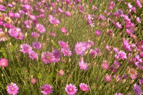 Pink And Purple Flowers Of The Immortelle Xeranthemum Annuum In The