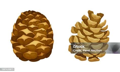열리고 닫힌 전나무 콘 자연 나무 소나무 콘 만화 벡터 일러스트 0명에 대한 스톡 벡터 아트 및 기타 이미지 0명 갈색 나무 Istock
