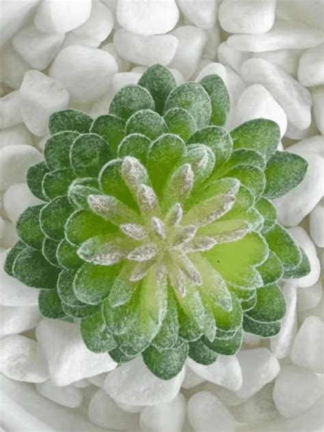 نبات صبّار داخلي اصطناعي صغير بدون وعاء، مناسب لأغراض الديكور داخل