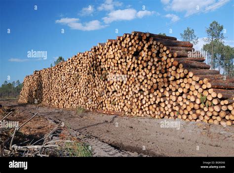 There Is Huge Pile Of Pine Logs Sawed In The Middle Of Empty Area This