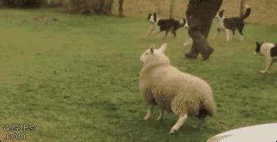 Bouncing Sheep S Find And Share On Giphy