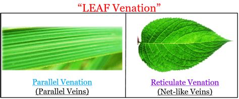 Getting To Know Plants Class 6 Worksheet Science Chapter 4