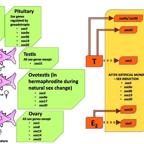 Schematic Diagram Showing Various Roles Of Sox Family Genes In Download Scientific Diagram