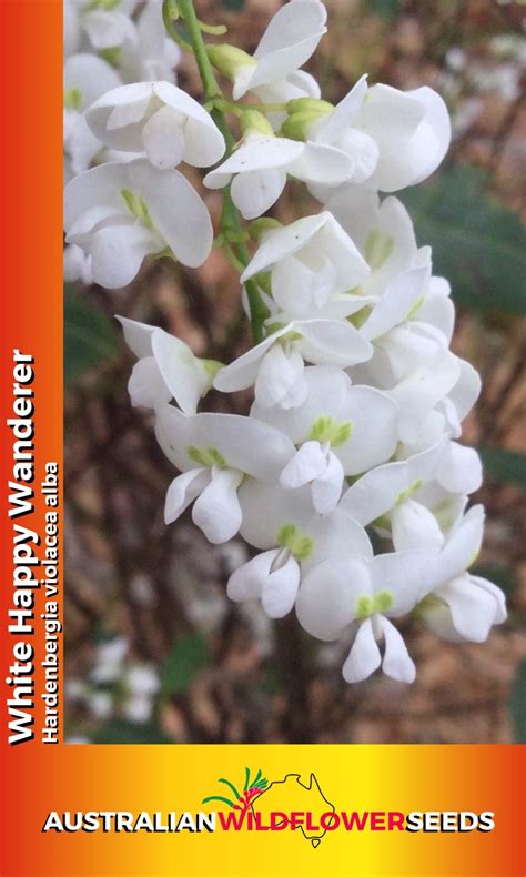 Seeds Hardenbergia Violacea Alba White Happy Wanderer