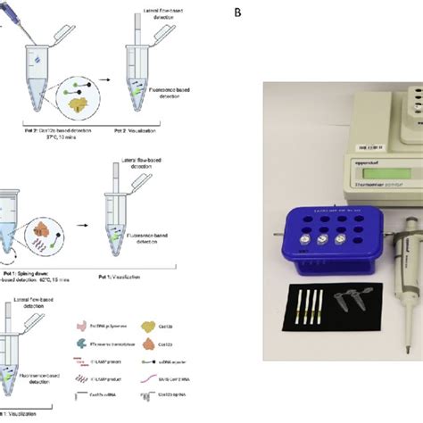 Overview Of The Crispr Cas Based Sars Cov 2 Detection Methods And Download Scientific Diagram