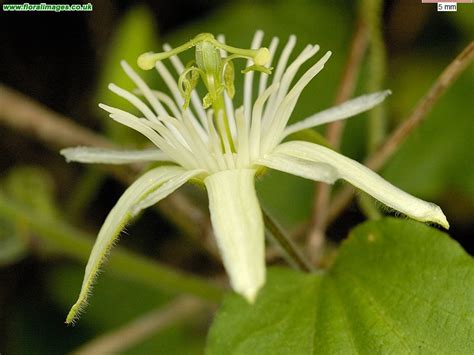 Passiflora Capsularis Picture 1 Of 6