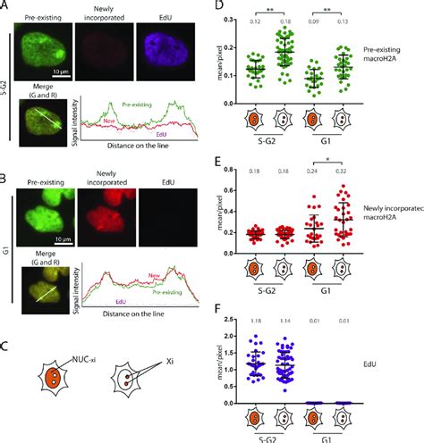 Pulse Chase Detection Of Macroh2a Incorporation Into The Inactive X Download Scientific Diagram