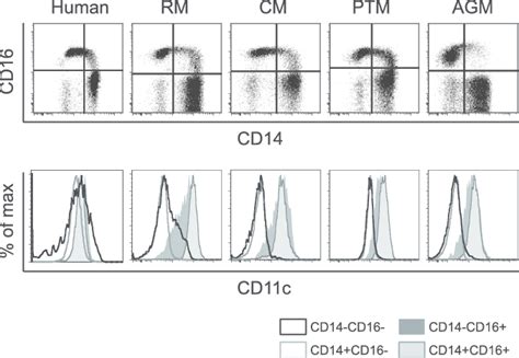 Comparison Of Cd11c Expression On Monocytes And Dc Among Primate