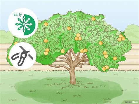 How To Prune A Lemon Tree Expert Tips For Beginners