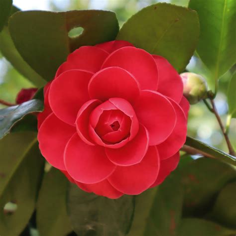 Kamelie Rot Hofer