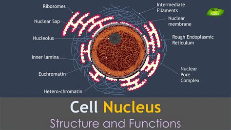 Nucleus Structure And Function Basic Science Series Youtube