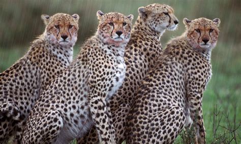 About Cheetahs • Cheetah Facts • Cheetah Conservation Fund