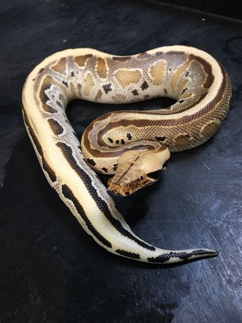 Borneo Python Page 2